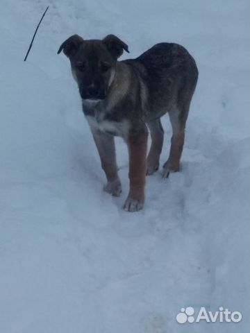 Щенок мальчик 5мес