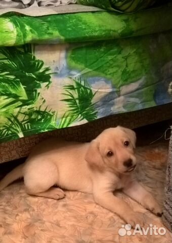 Собака Лабрадор