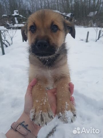 Щенок мальчик ищет дом