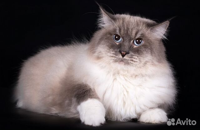 Вязка с Невским маскарадным котом