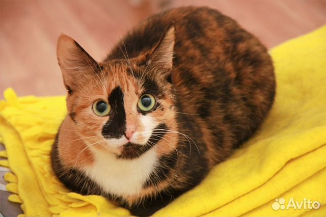 Кошечка Клепа ласковая добрая