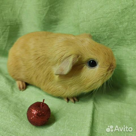 Английский селф