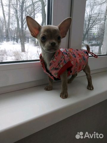 Лиловый тигрёнок Чихуахуа