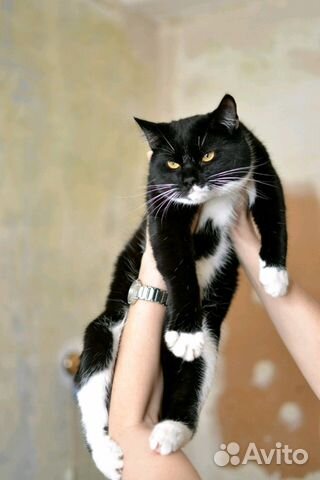 Красавчик ищет дом