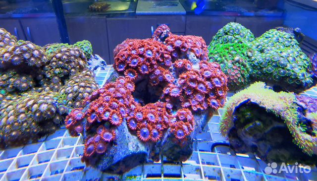 Мягкие кораллы, зоантусы в ассортименте