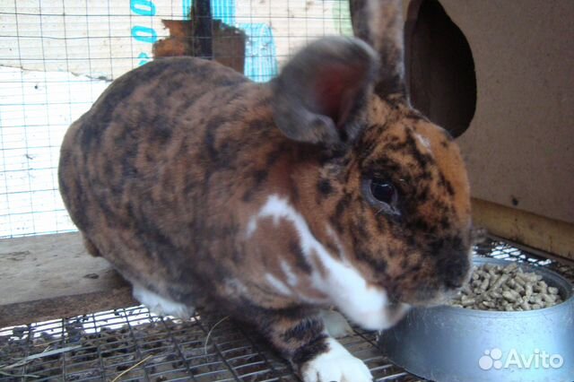 Кролики мясных и мясо-шкурных пород