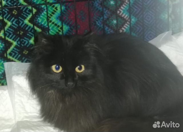 Котенок Наоми 6 месяцев в добрые руки