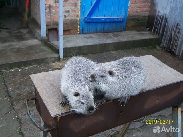 Самцы Нутрии