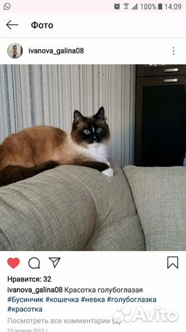 Невская маскарадная кошка