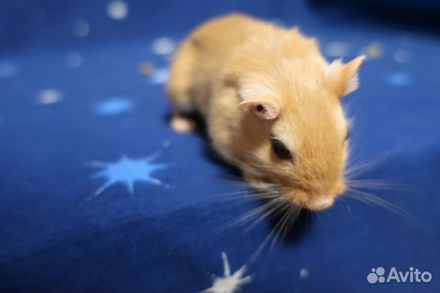 Песчанки самцы