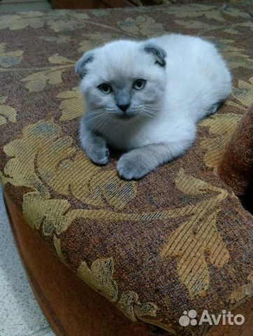 Шотландские котята