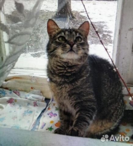 Молодая, плюшевая кошка Мика в дар