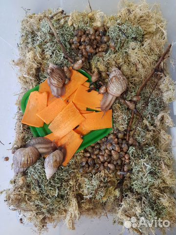 Распродаю коллекцию африканских сухопутных улиток