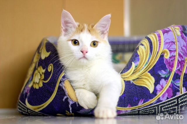 Котенок ищет дом