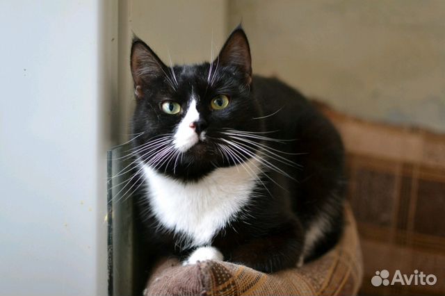 Хороший котик ищет дом