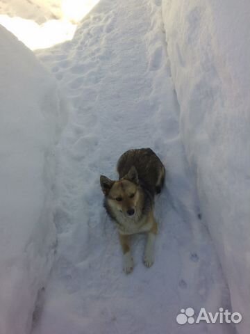 Мелкая собачуля ищет себе хозяина