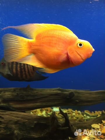 Попугай японский