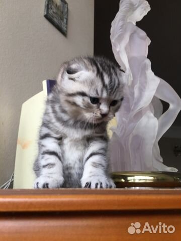 Шотландская