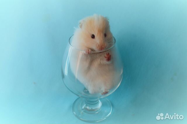 Длинношерстный сирийский хомяк - Питомник- Клетки
