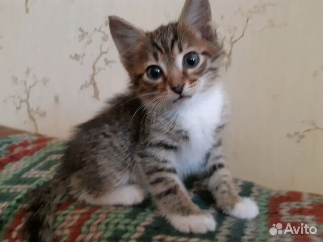 Чудные котята