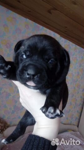 Французский бульдог