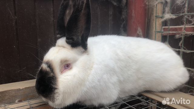 Кролик на вязку калифорнийской породы чистопородны