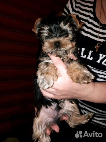 Продажа щенков Йорка