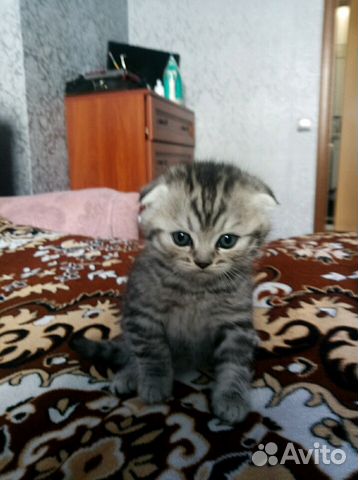 Британцы