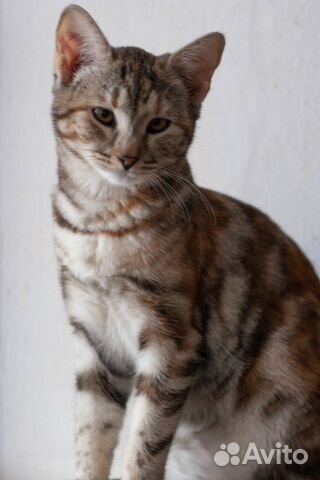 Необычно красивая кошечка