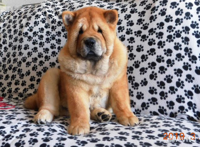 Мальчик чау смуф (короткошерстный)