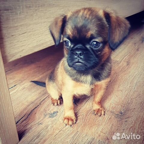 Продаю щенка Пти Брабансон мальчик