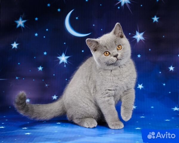 Британская классика Голубые и лиловые котята