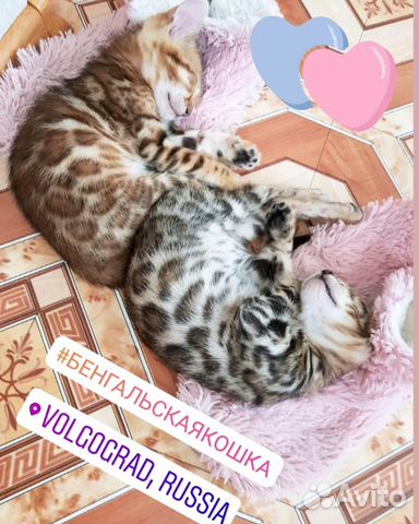 Малыш бенгал в Волгограде