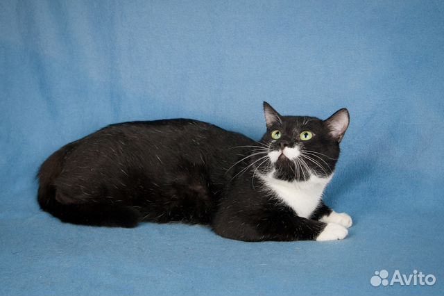 Супер кот Ерофей в хорошие руки