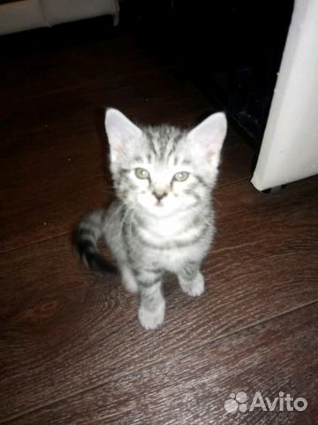 Котята бесплатно (британец + обычная )