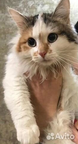 В добрые руки кошка