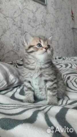 Шотланские шикарные мартовские коты