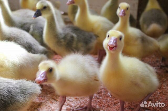 Гуси Датский Легард