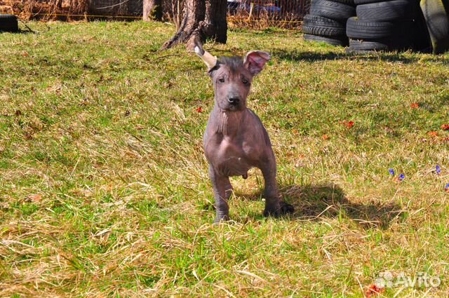 Щенки ксолоитцкуинтли.3 месяца