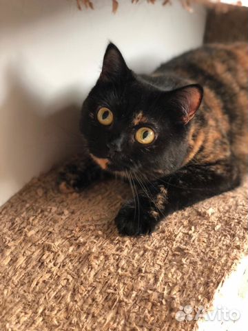 Молодая кошка в добрые руки