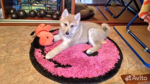 Продам щенков западно-сибирской лайки