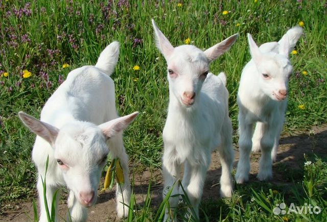 Козлик и козочка