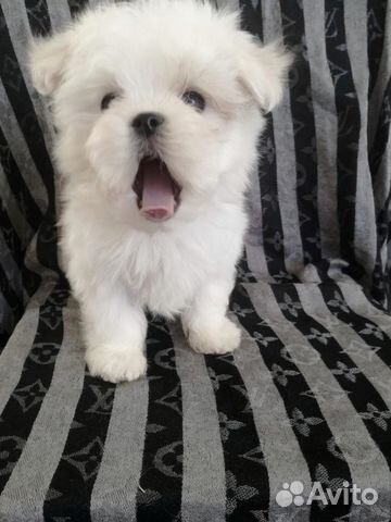 Девочка мальтезе