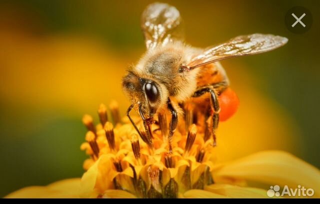Продам пчёл