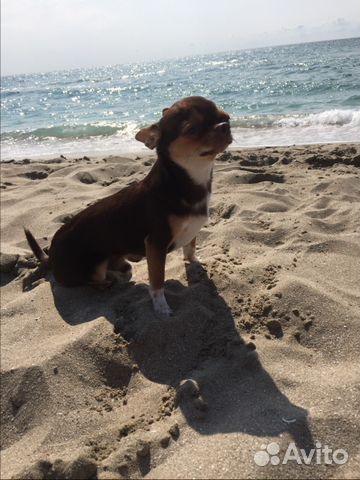 Вязка кобель