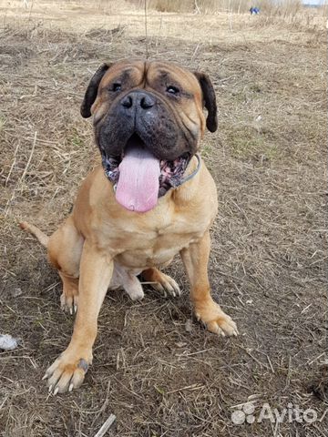 Бульмастиф