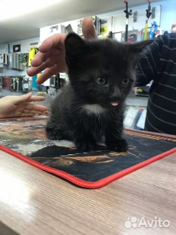 Котята