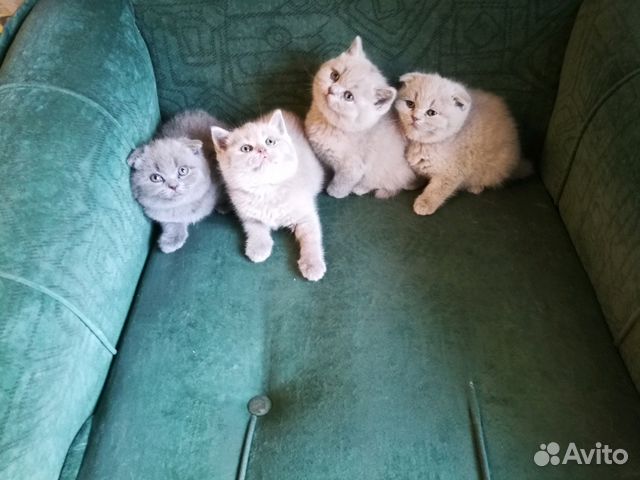 Озорные котятки