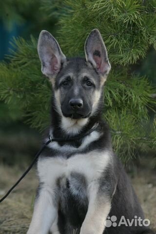 Породные щенки восточноевропейской овчарки
