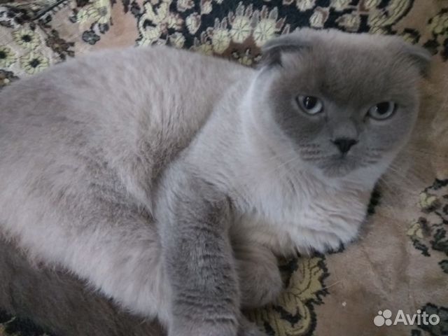 Кошка Шотландская вислоухая (В добрые руки)